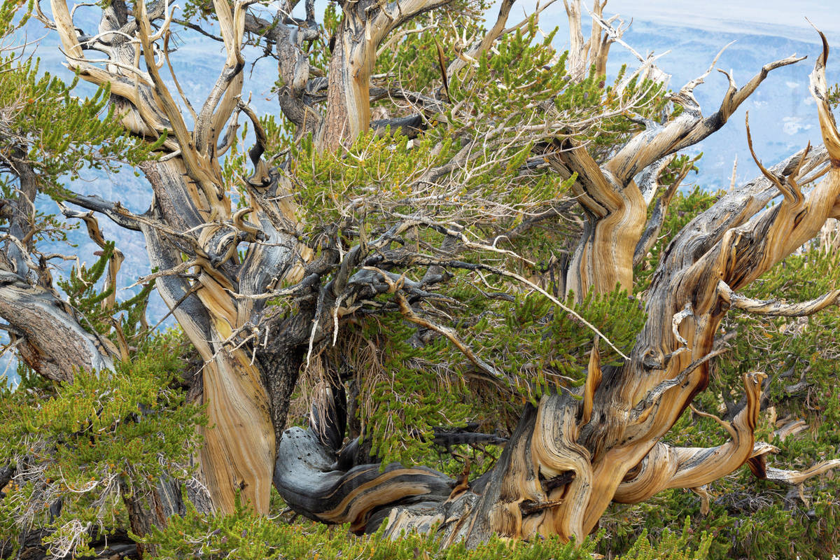 USA, California, Inyo National Forest. Bristlecone pine tree in Ancient ...
