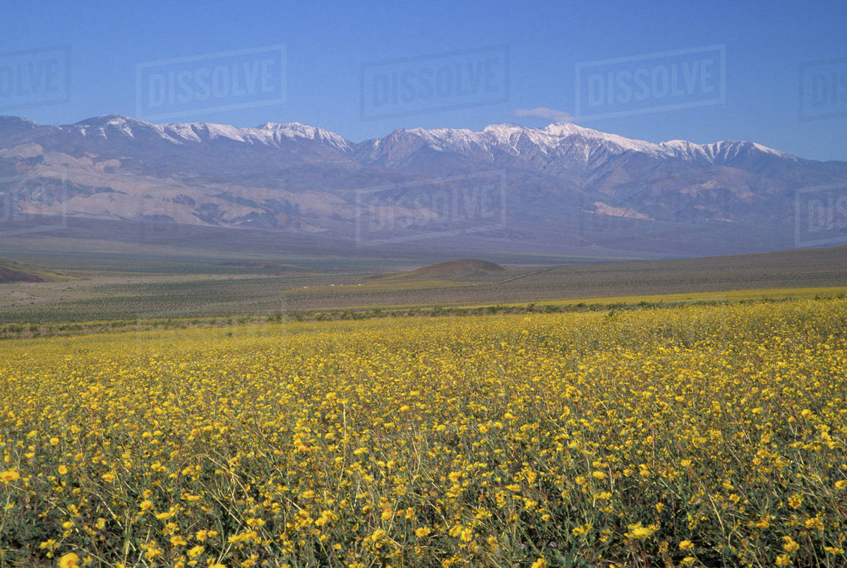 USA, CA, Death Valley National Park. Desert Gold Wildflowers with the ...
