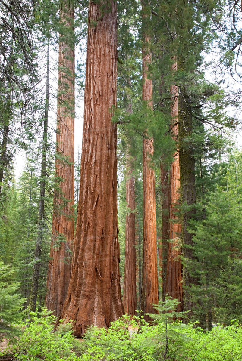 CA, Yosemite National Park, Sequoia trees at Mariposa Grove - Royalty ...