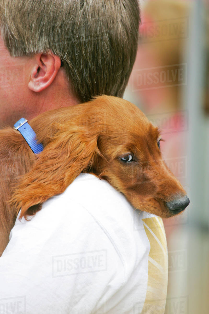 USA, Colorado, Frisco. Man carrying dog with woeful expression ...