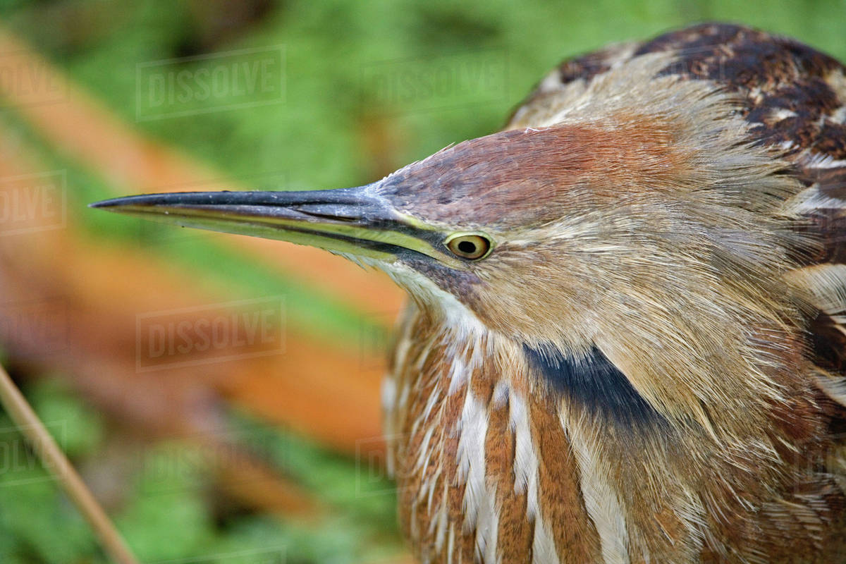 American Bittern, Botaurus lentiginosus, Corkscrew Swamp Sanctuary ...