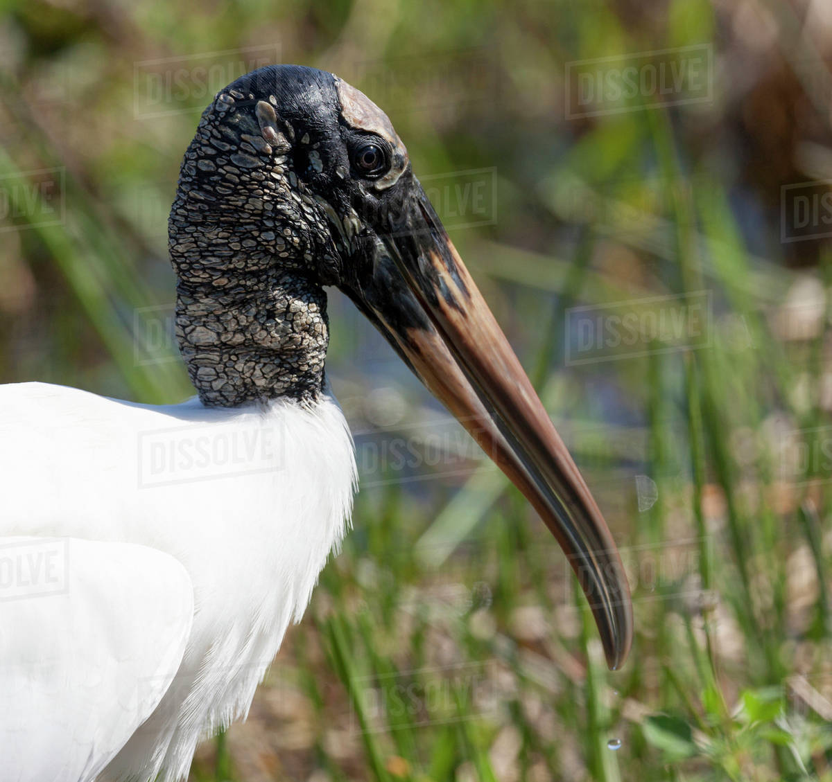 USA, Florida, Everglades National Park. Portrait of an endangered wood ...