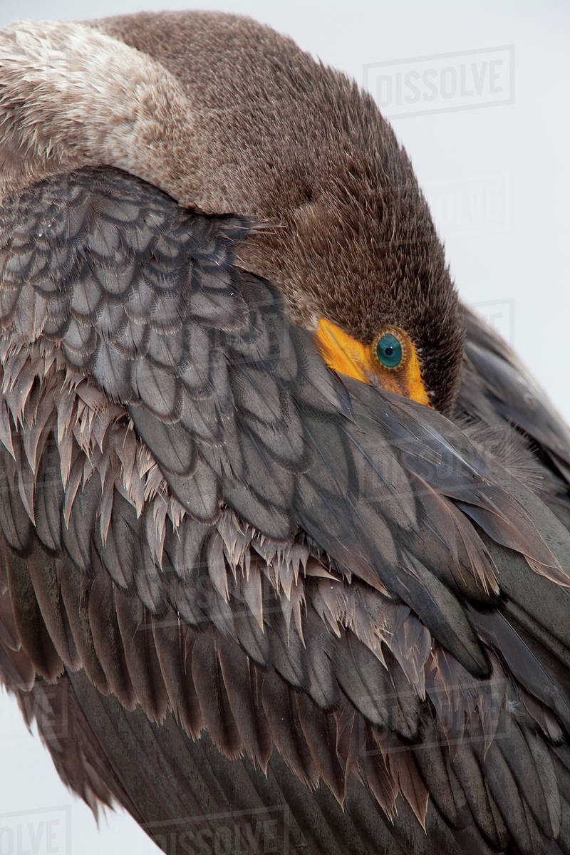USA, Florida, Everglades National Park. Double-crested cormorant with ...