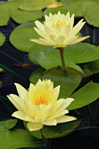 Hybrid water lilies, White River Gardens State Park, Indianapolis ...
