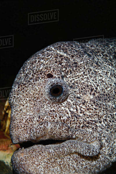 Wolf Eel, Anarrhichthys ocellatus, Captive Newport Aquarium, Newport ...