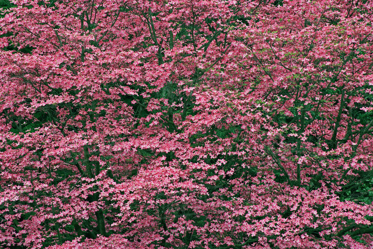 Huge hybrid pink dogwood tree in full bloom, Louisville, Kentucky ...
