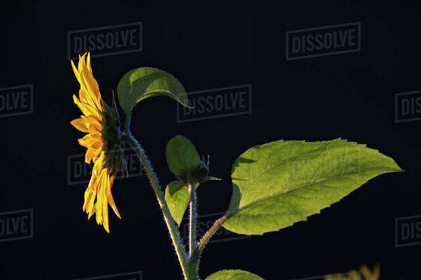 Single sunflower facing left, Maine - Royalty-free Stock Photo | Dissolve