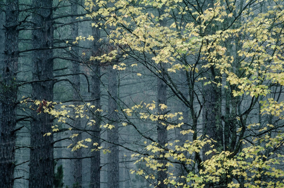 USA, Michigan, Upper Peninsula. Yellow maple tree in foggy pine forest ...