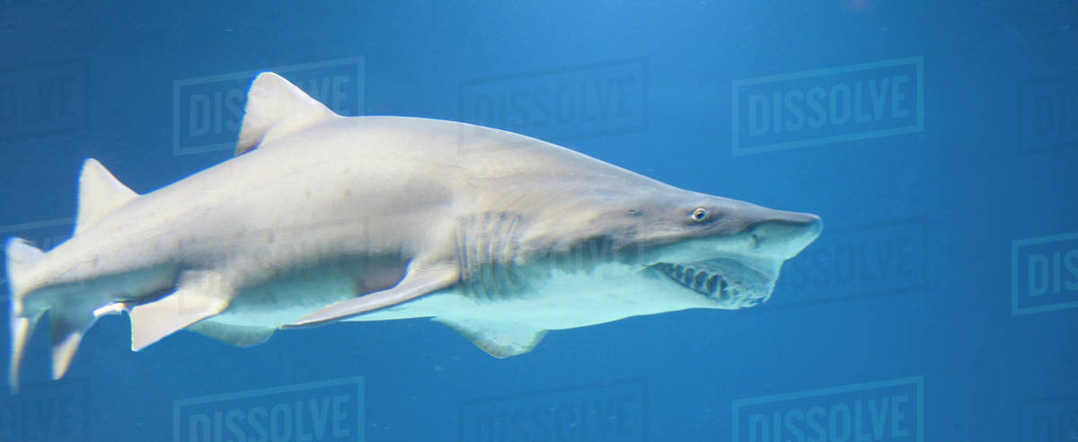 NM, New Mexico, Albuquerque, Albuquerque Aquarium, features salt water ...