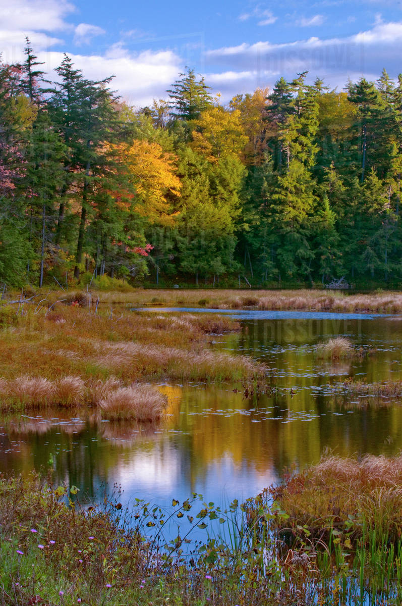 USA, New York, Adirondack Mountains. Forest reflections in pond ...