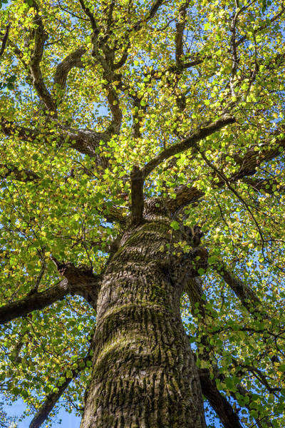 USA, North Carolina. Yellow poplar tree in Joyce Kilmer Memorial Forest ...