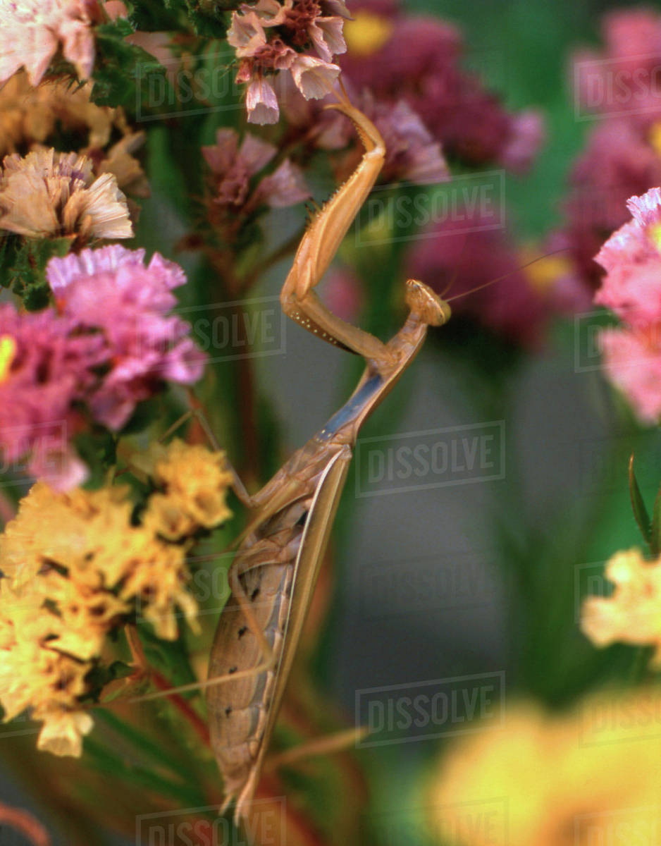 USA, Oregon, Portland. Praying mantis on statice plant in garden ...