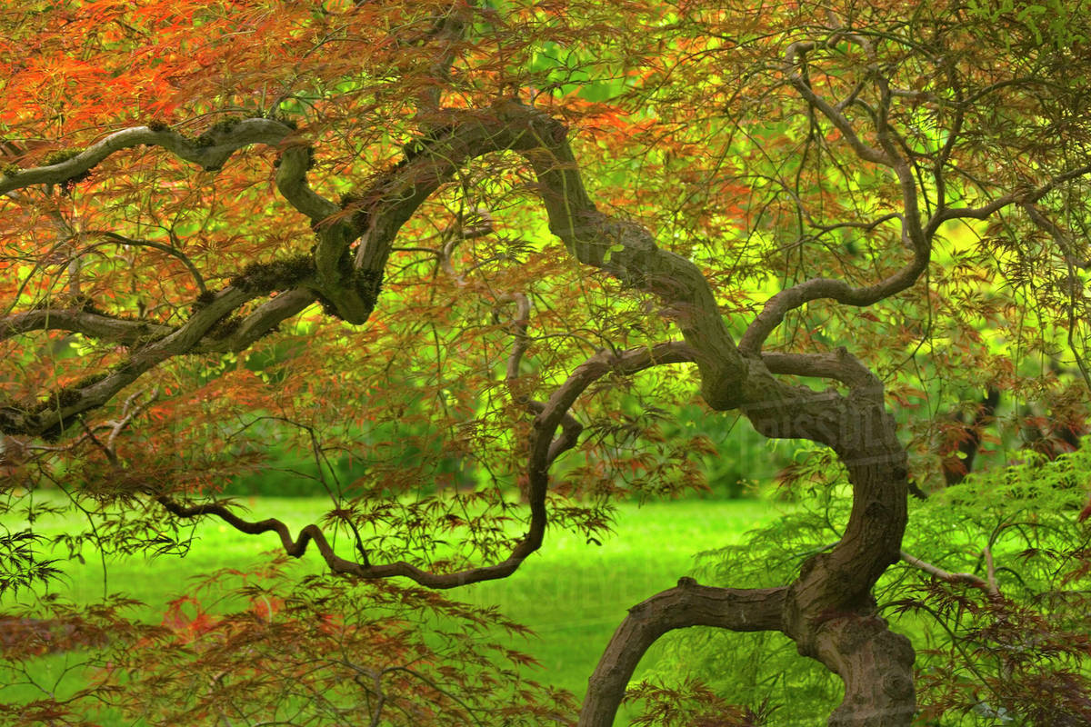 USA, Oregon, Salem. Dramatically contorted Japanese maple tree in the ...