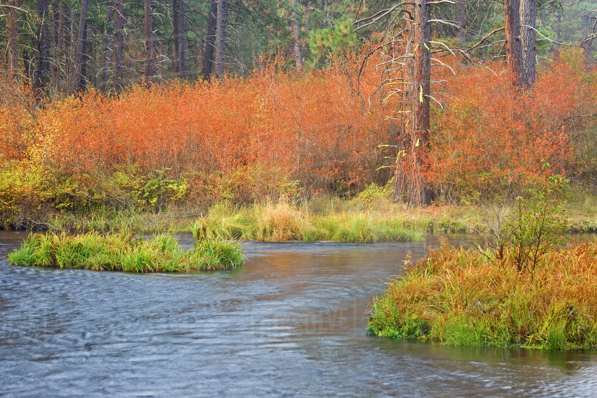 USA, Oregon, Metolius River. Fall colors line bank of popular trout ...