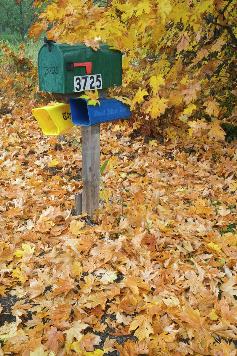 USA, Oregon, Hood River. Traditional mailbox surrounded by fallen maple ...