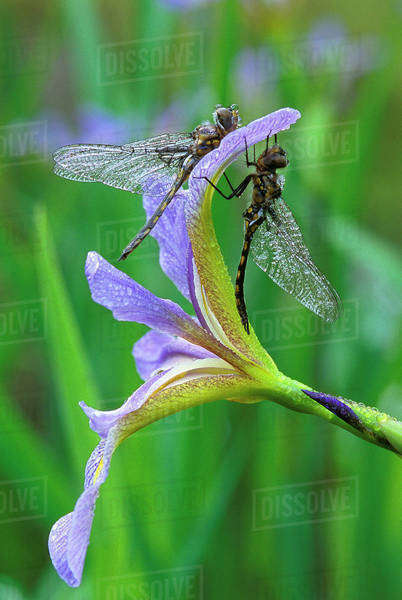 USA, Pennsylvania. Two dragonflies on iris flower. - Stock Photo - Dissolve