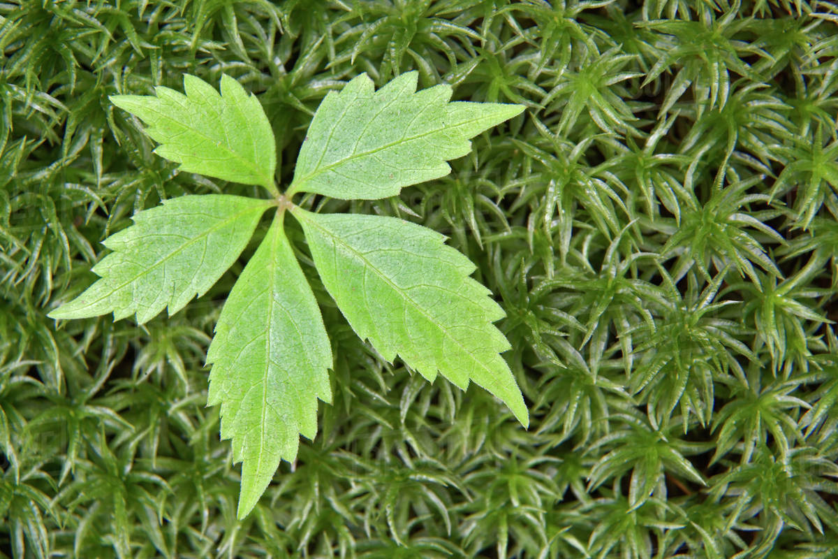 Virginia creeper foliage, Great Smoky Mountains National Park ...