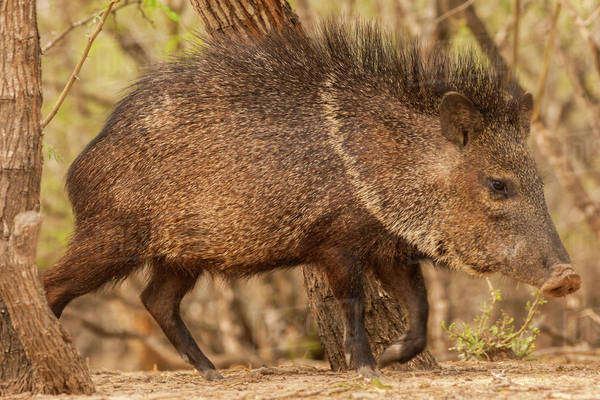 USA, Texas, Hidalgo County. Close-up of javelina or collared peccary ...