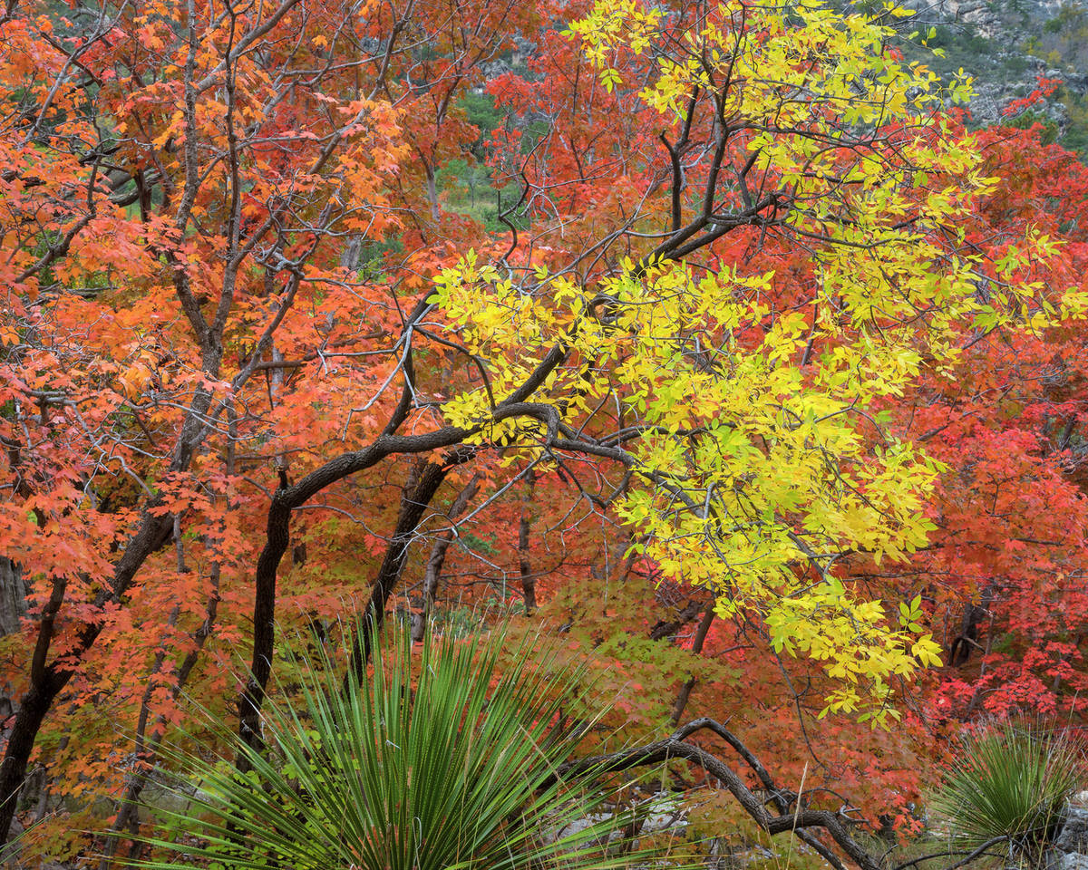 USA, Texas, Guadalupe Mountains National Park. Bigtooth maple trees in ...