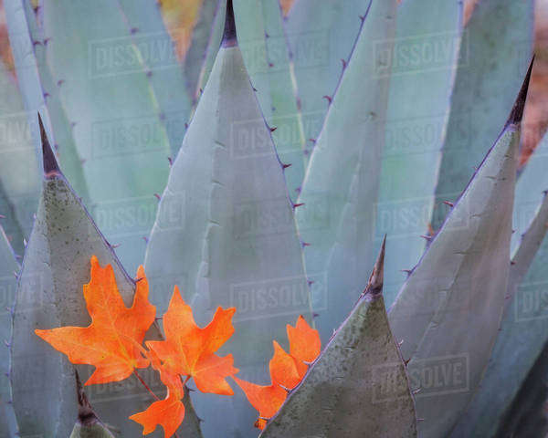 USA, Texas, Guadalupe Mountains National Park. Bigtooth maple leaves on ...