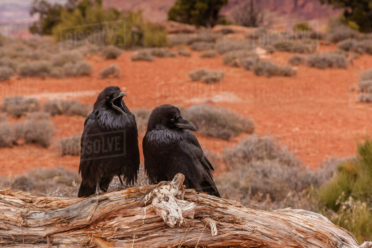 USA, Utah, Canyonlands National Park. Pair of ravens on log. - Royalty ...