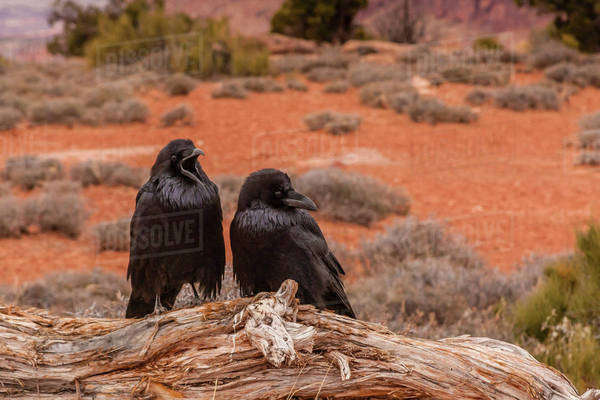 USA, Utah, Canyonlands National Park. Pair of ravens on log. - Royalty ...