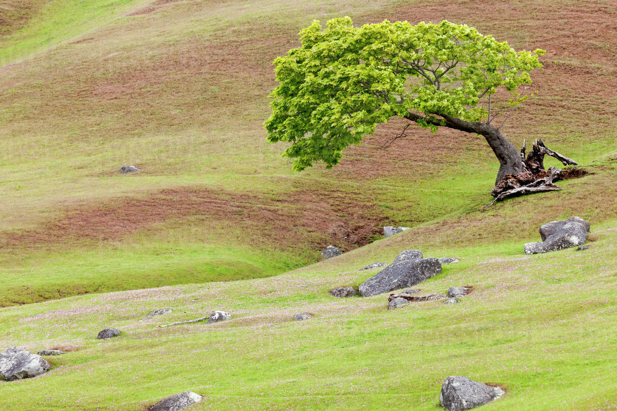USA, Washington, San Juan Islands. Maple tree scenic on Spieden Island ...