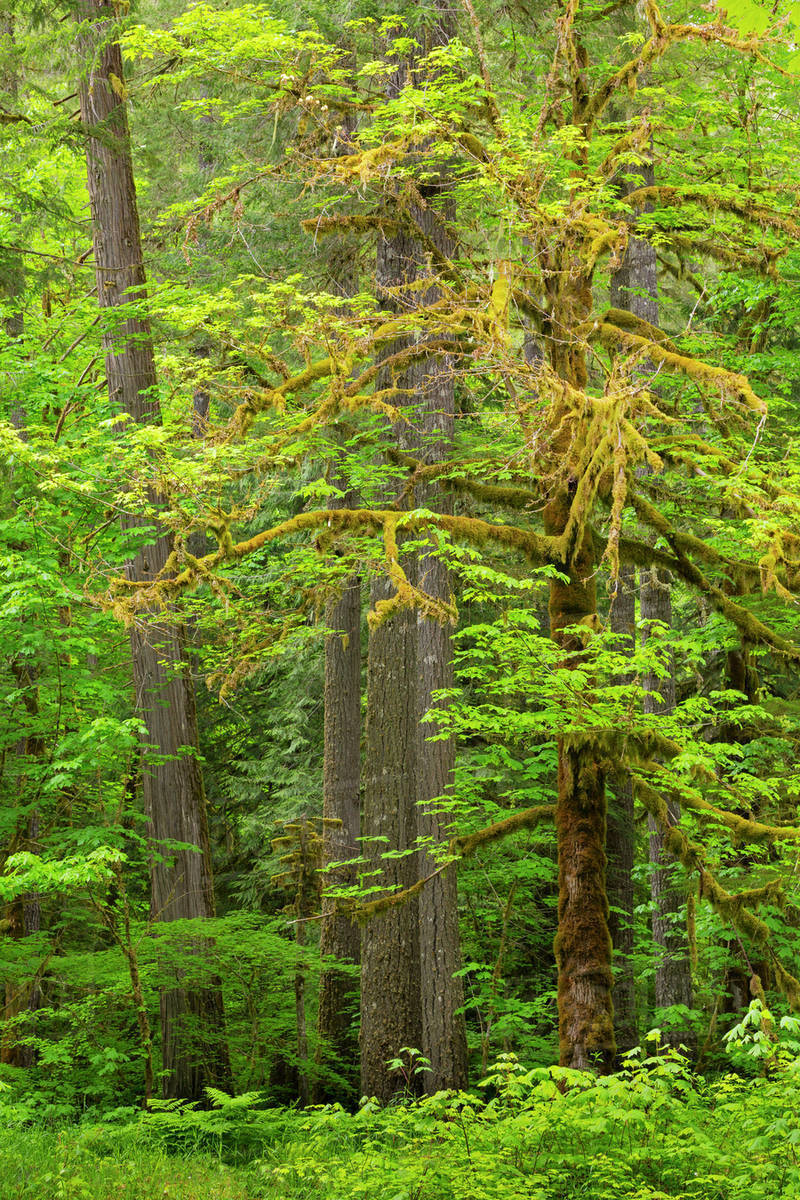 USA, Washington State, Gifford Pinchot National Forest. Big leaf maple ...