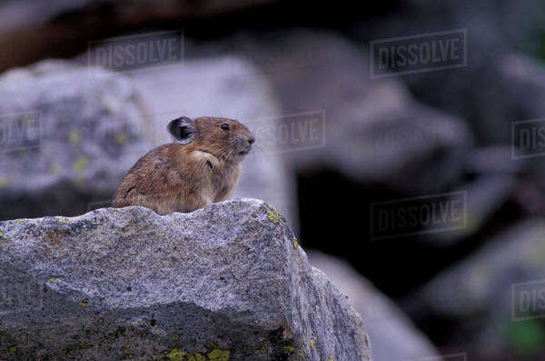 N.A., USA, Washington, Mt. Rainier National Park, Pika sitting on rock ...