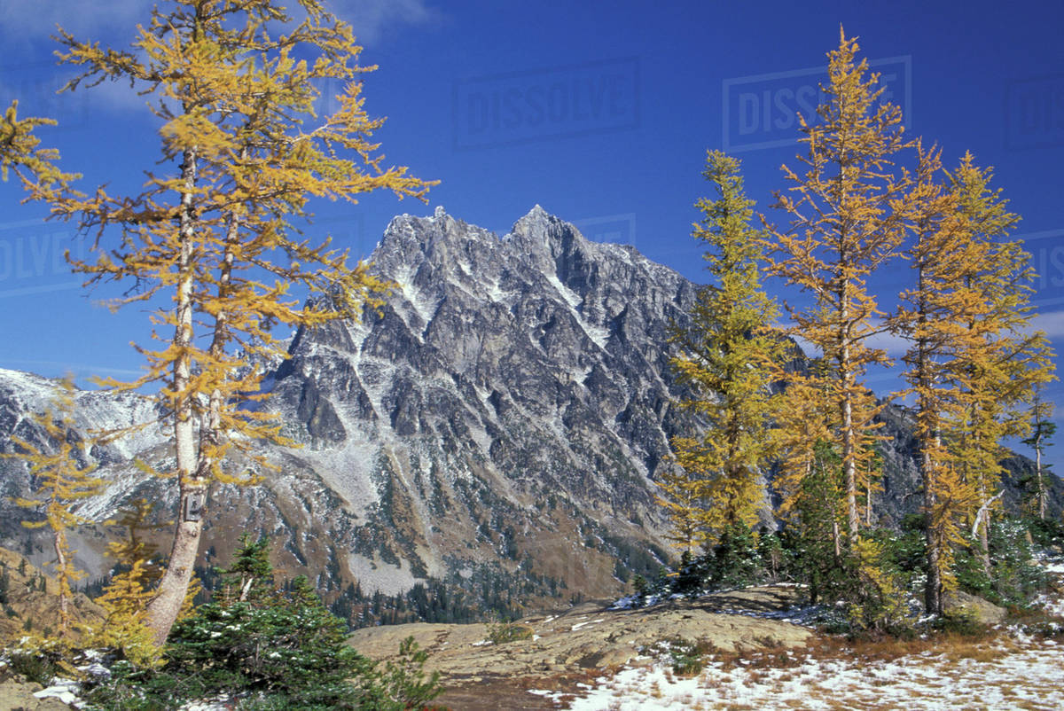 NA, USA, Washington, Mount Stuart Range, Mount Stuart with golden larch ...
