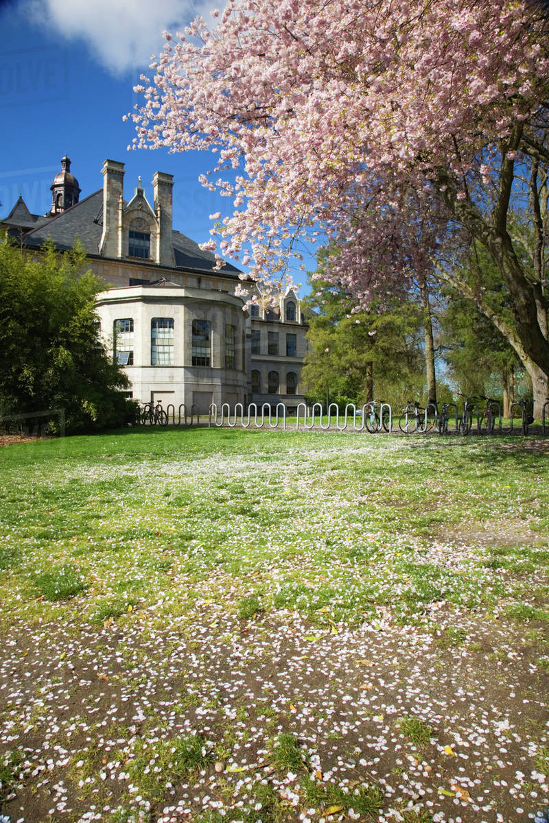 WA, Seattle, University of Washington, Denny Hall with cherry tree in ...