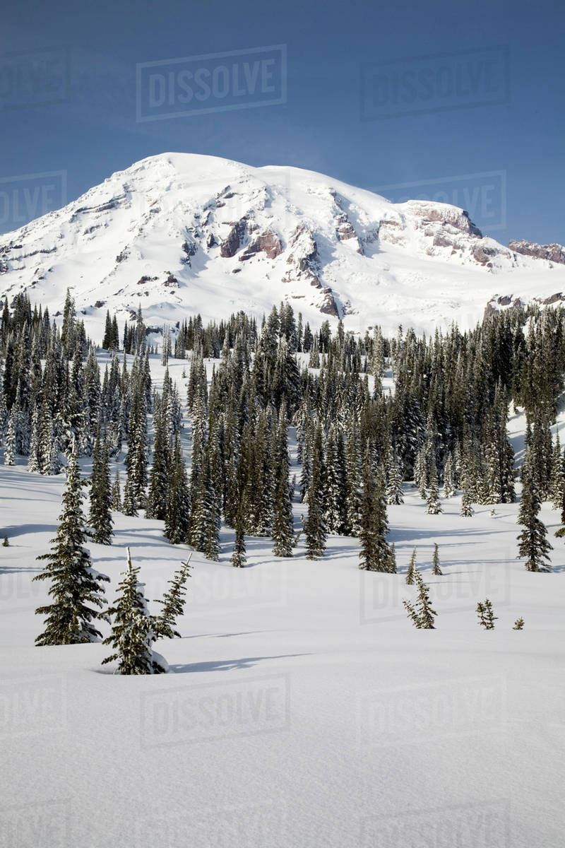 WA, Mt. Rainier National Park, Mt. Rainier after winter snowstorm ...