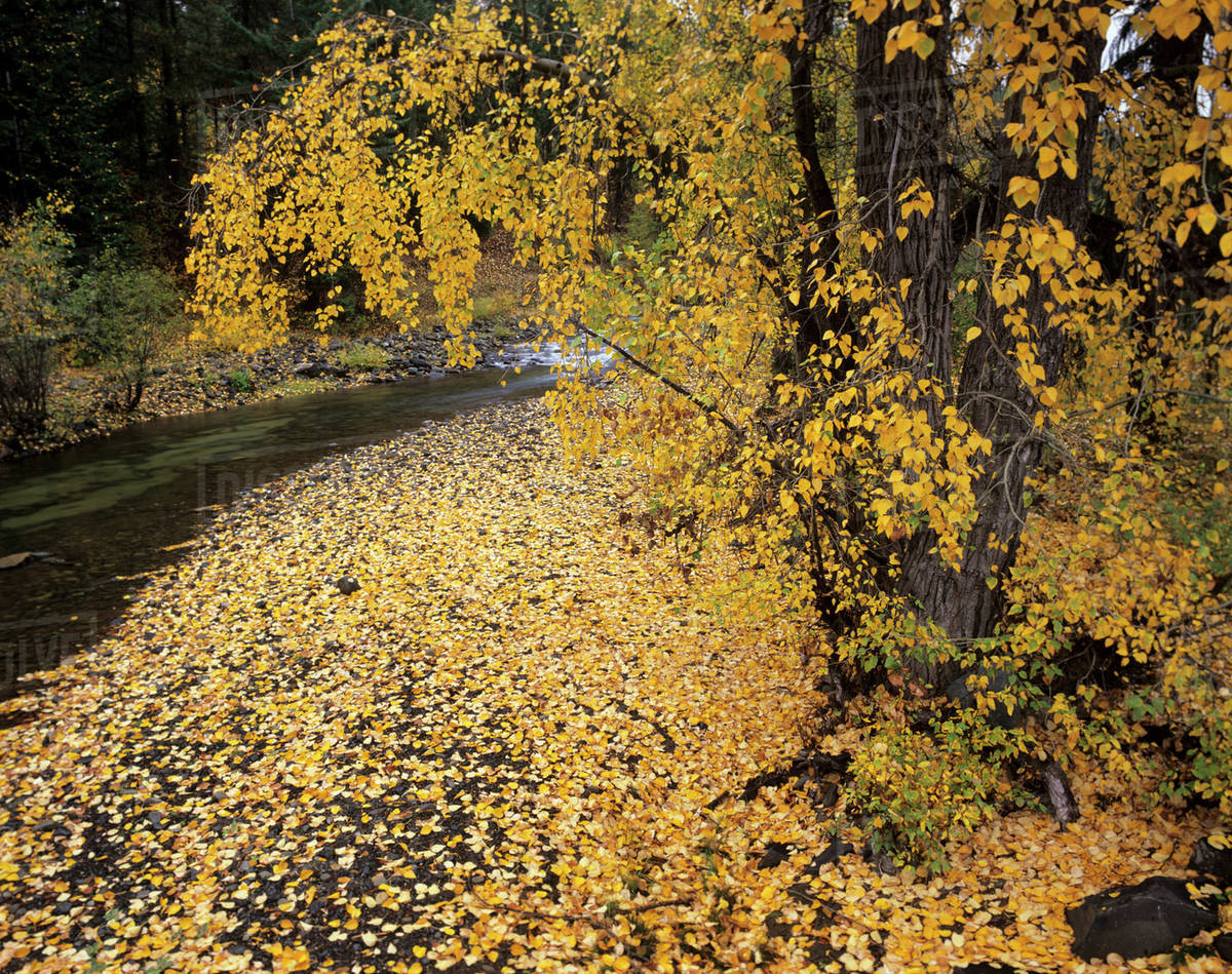 WA, Wenatchee NF, cottonwood tree and leaves along the Teanaway River ...
