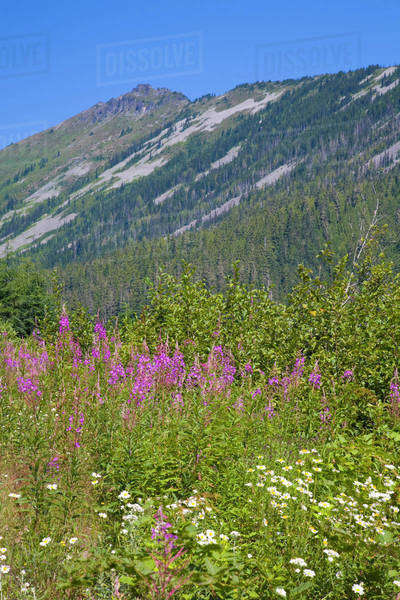 NA, WA, Wild Sky Wilderness, view toward Townsend Mountain - Royalty ...