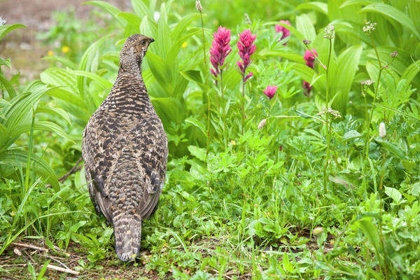 WA, Mount Rainier National Park, Female Spruce (Franklin's) Grouse and ...