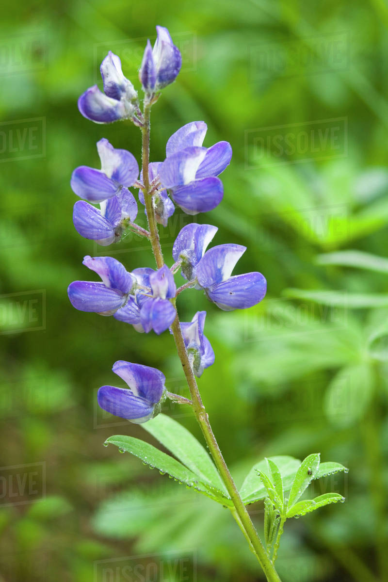 WA, Mount Rainier National Park, Subalpine Lupine (Lupinus latifolius ...