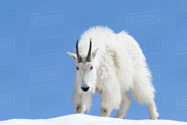 USA, Washington State, Alpine Lakes Wilderness, Mountain goat, Billy ...