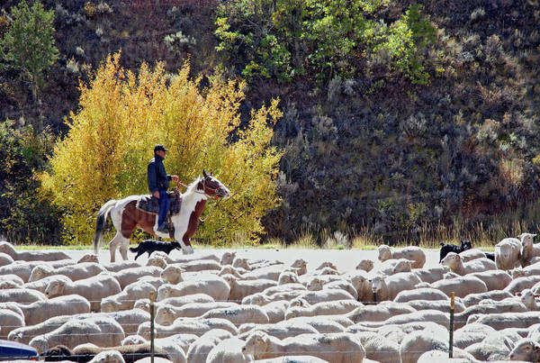 USA, Wyoming, Evanston. Cowboy herding sheep. - Royalty-free Stock ...