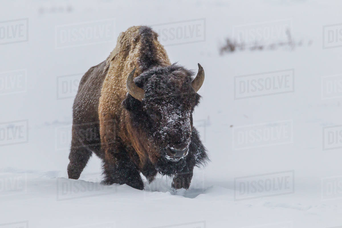 USA, Wyoming, Yellowstone National Park. Bison walking in snow ...