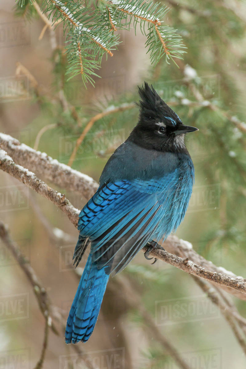 USA, Wyoming, Yellowstone National Park. Steller's jay bird in tree ...