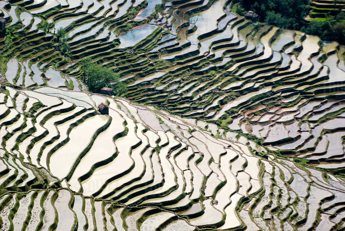 Asia, China, Yunnan Province, Yuanyang County. Flooded Bada rice ...
