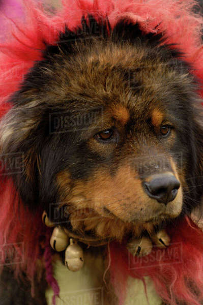 Tibetan mastif dog to compete at the Horse Racing Festival or 'Heavenly ...