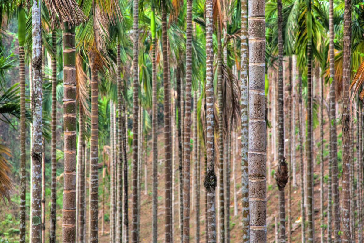 Asia, India, Meghalaya, Bajengdoba. Beetle nut trees. Trunk detail ...