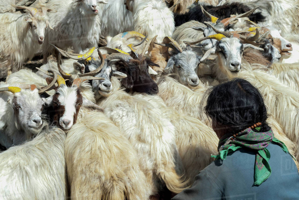 India, Jammu & Kashmir, Ladakh, a woman dressed in blue in the midst of ...