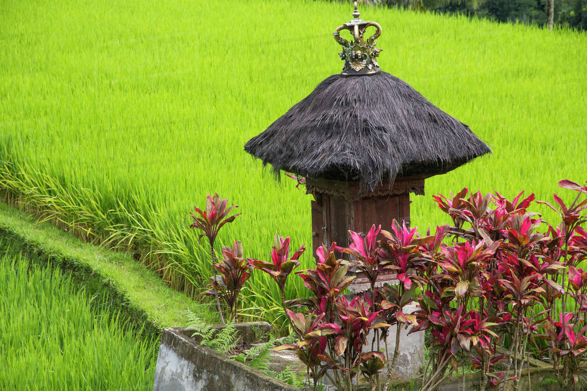 Indonesia, Bali. Terraced Subak (irrigation) Rice fields of Bali Island ...