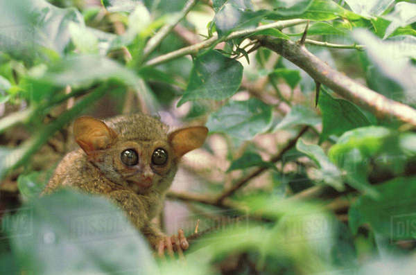 Oceania, Indonesia, Sulawesi. Tarsier (Tarsius banacanus) - Stock Photo ...