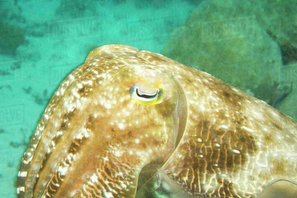 Cuttlefish, Pristine Scuba Diving at Tukang Besi/Wakatobi Archilpelago ...