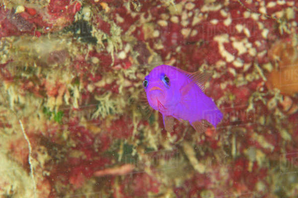Purple Dottyback (Pseudochromis porphyreus) Banda Sea, Indonesia ...