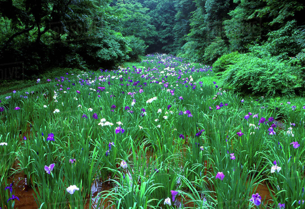 Hana Shobu (Japanese Water Iris), Meiji Shrine, Tokyo, Japan - Stock ...
