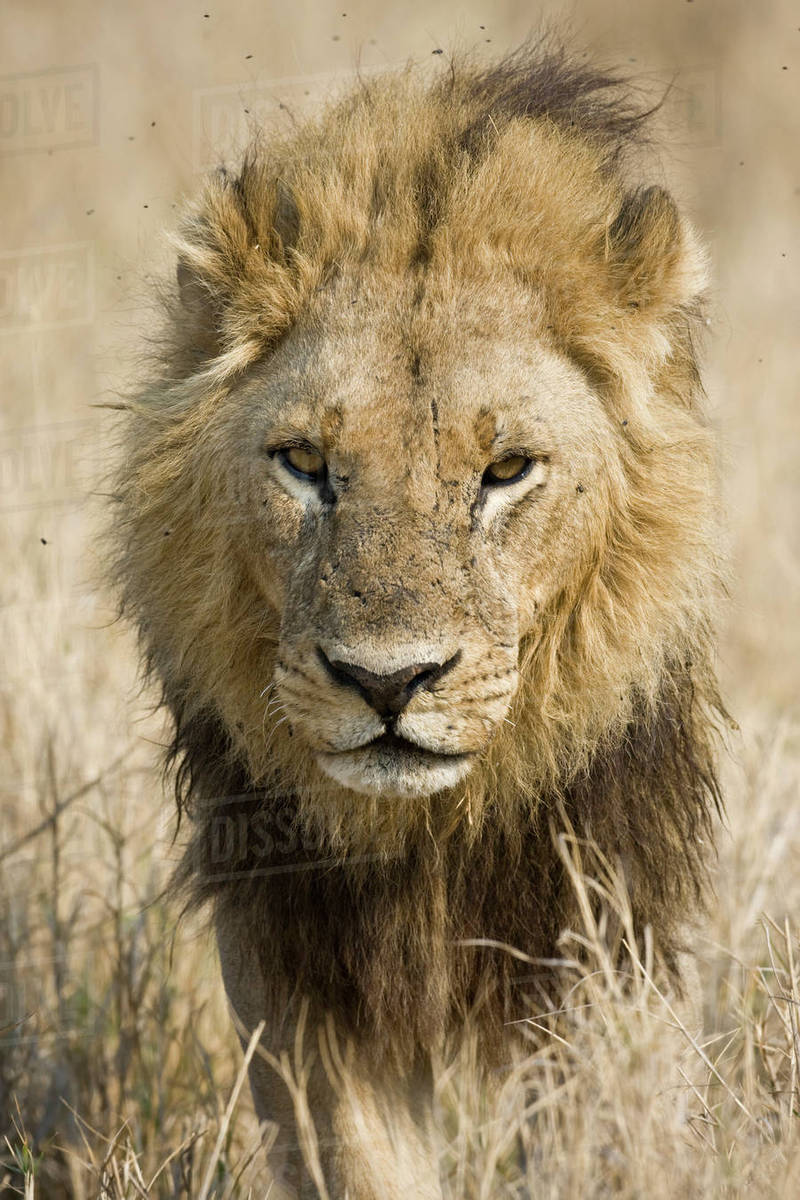 Okavango Delta, Botswana. Close-up of a male lion approaching head on ...